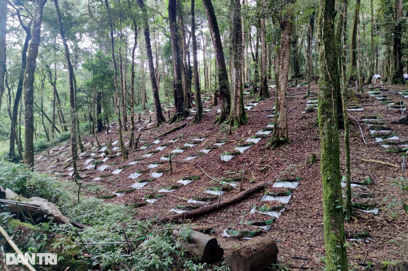 Kiến nghị đình chỉ cấp mã vùng trồng cây quốc bảo, sau vụ "quay xe" bất ngờ | Báo Dân trí