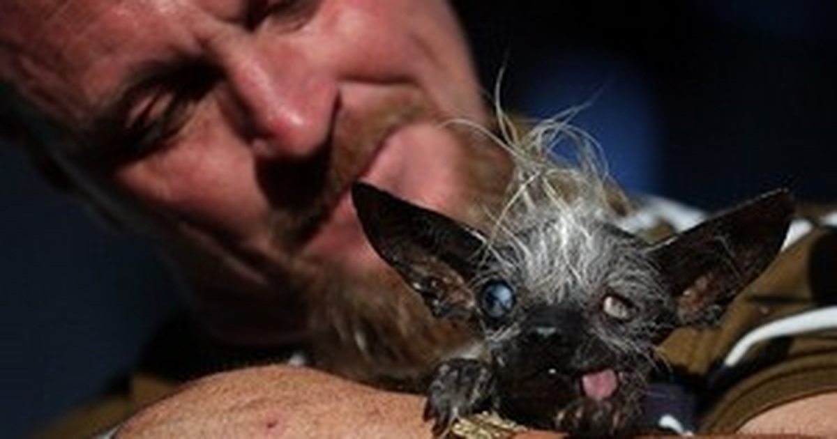 Danh hiệu “chó xấu nhất thế giới” đã tìm ra chủ nhân mới | Báo Dân trí