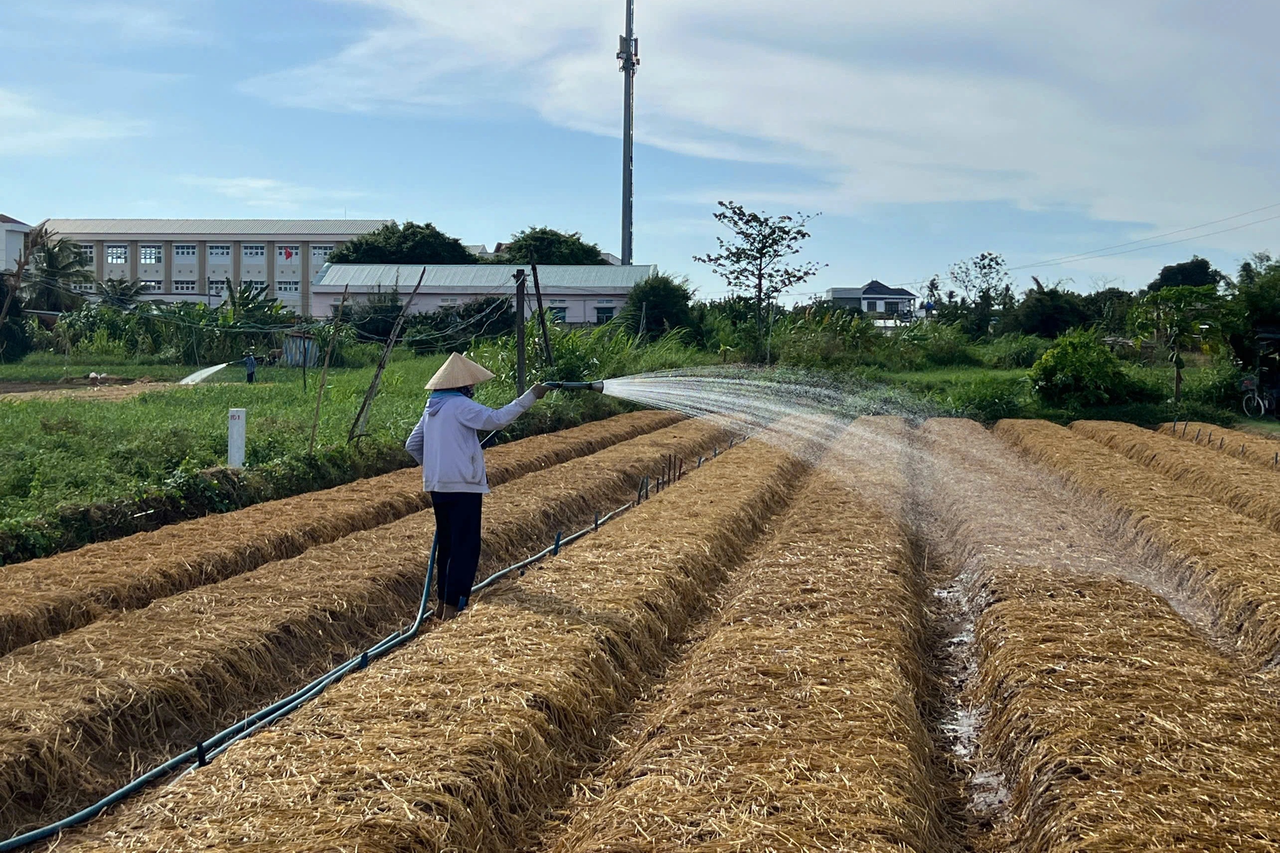 Nông dân ngậm ngùi nhổ bỏ hàng chục tấn rau ế già trên ruộng | Báo Dân trí