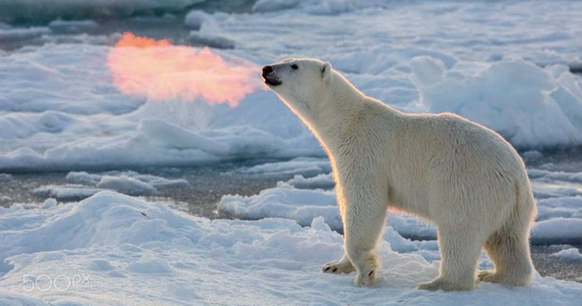 Sự thật đằng sau bức ảnh gấu Bắc Cực thở ra lửa khiến nhiều người xôn ...