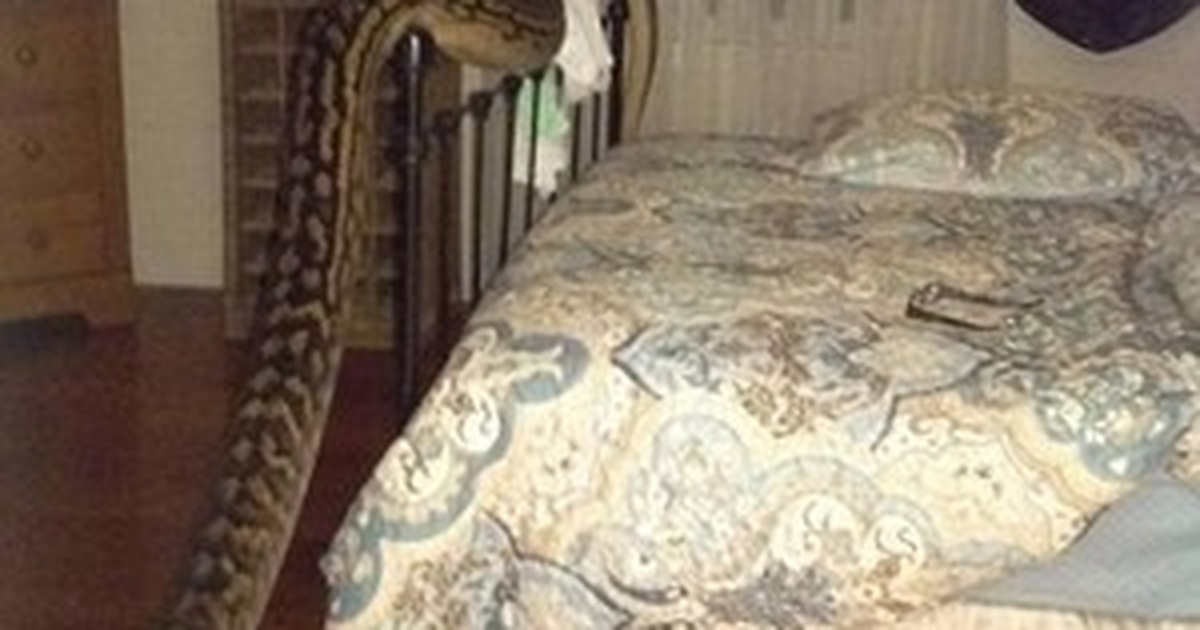 Hoảng hồn phát hiện trăn “khủng” trườn lên giường ngủ giữa đêm | Báo ...