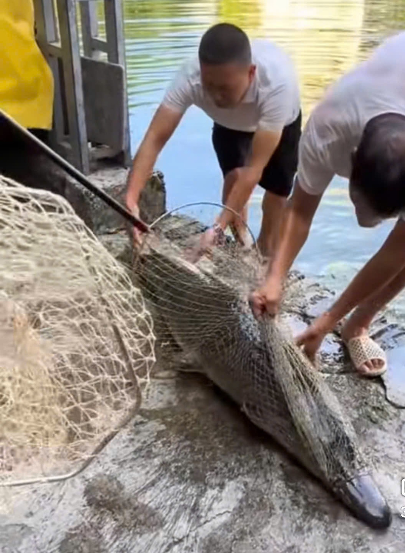 Bắt được con cá "mõm dài" nặng 37kg ở Hà Nội, 2 người hì hục vác lên bờ | Báo Dân trí