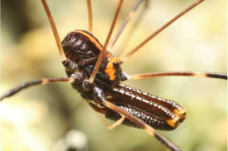 Loài nhện kỳ lạ có 3 loại con đực khác nhau | Báo Dân trí