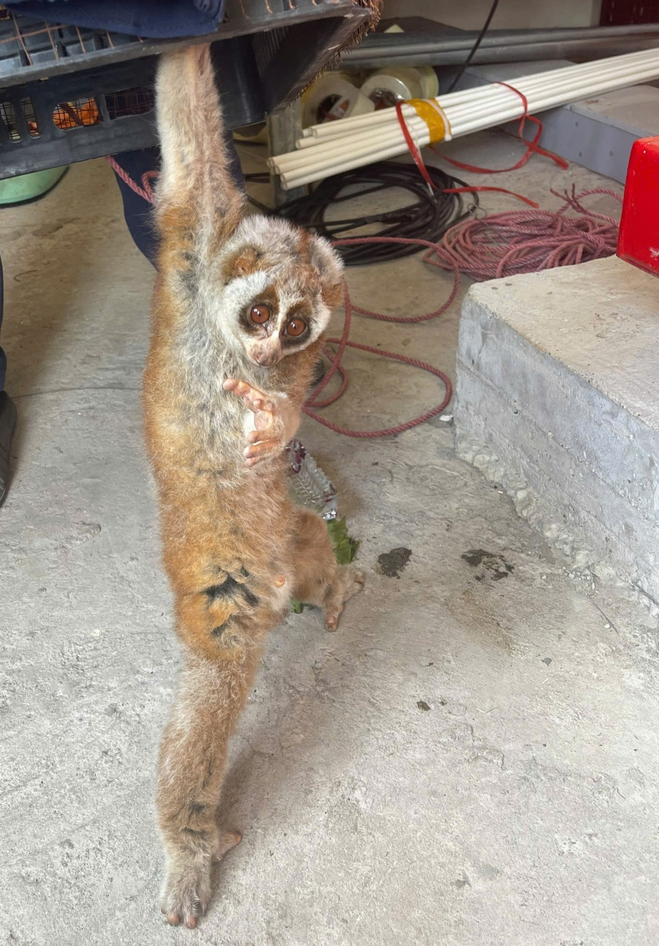 Cu li quý hiếm đi lạc vào khuôn viên một công ty ở Quảng Ninh | Báo Dân trí