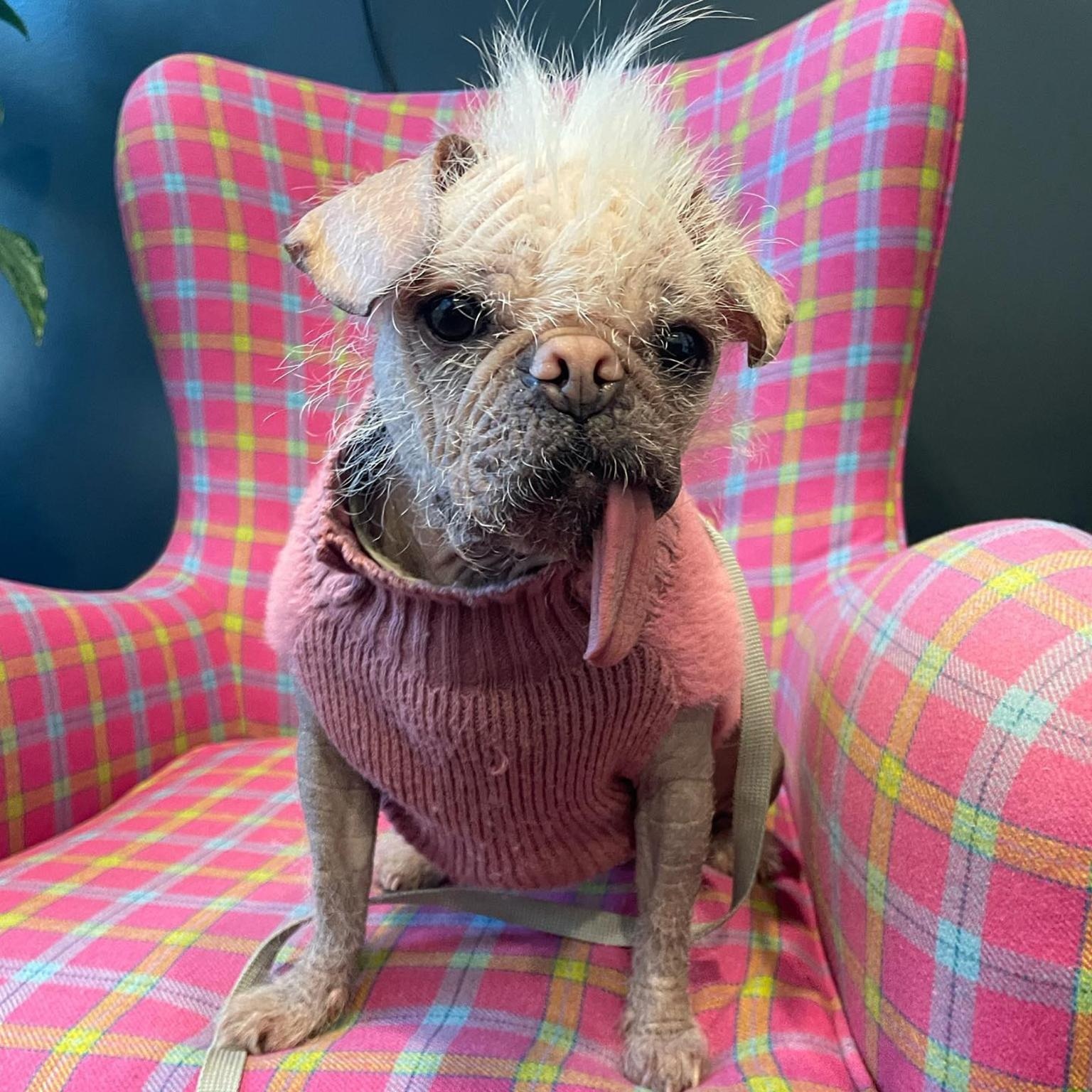 "Chú chó xấu xí nhất thế giới" được mời đóng phim bom tấn | Báo Dân trí