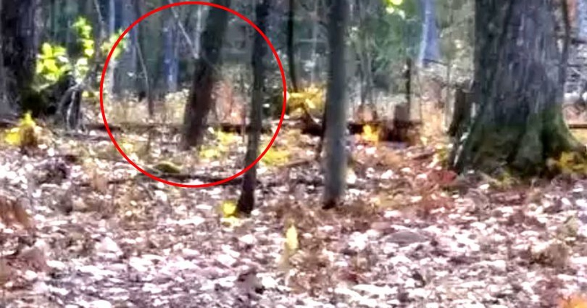 Cựu lính thuỷ đánh bộ Mỹ chạm trán quái vật chân to Bigfoot | Báo Dân trí