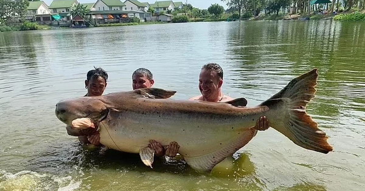 Cá tra dầu khổng lồ nặng gần 200kg, dài 2m bị cần thủ Thái Lan tóm sống | Báo Dân trí