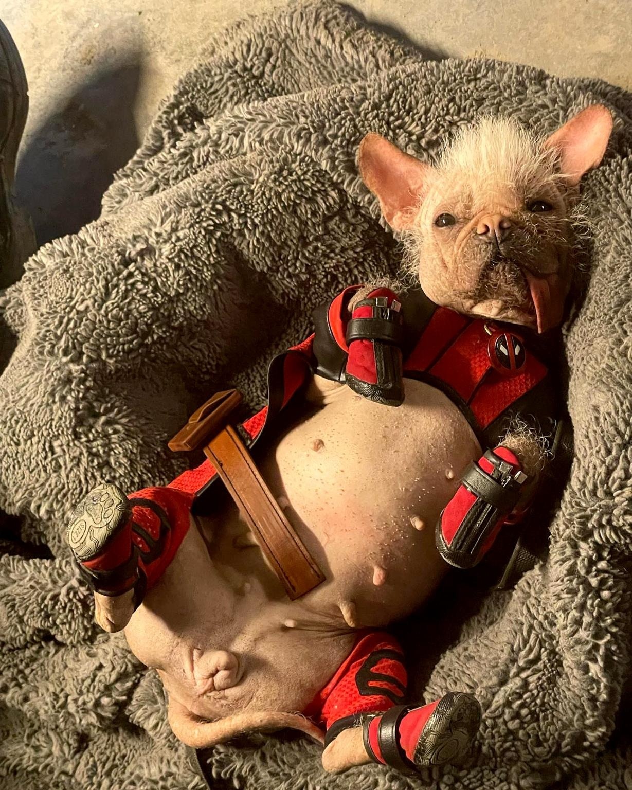 "Chú chó xấu xí nhất thế giới" được mời đóng phim bom tấn | Báo Dân trí