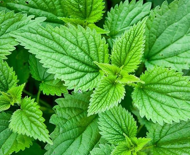 BoniMen - Bí quyết hỗ trợ giảm phì đại tuyến tiền liệt | Báo Dân trí