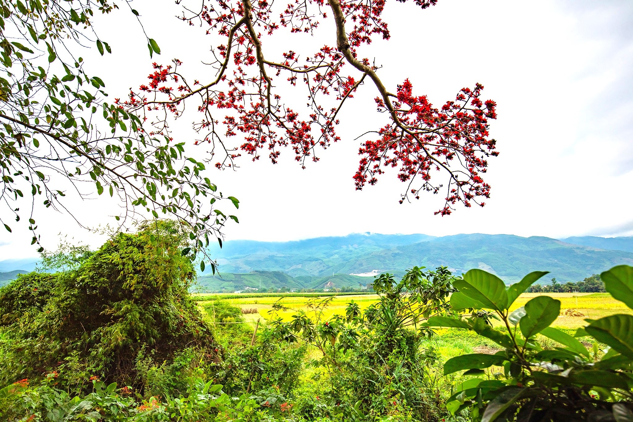 Mê mẩn ngắm cây hoa gạo nở đỏ rực giữa bãi bồi sông Vu Gia | Báo Dân trí