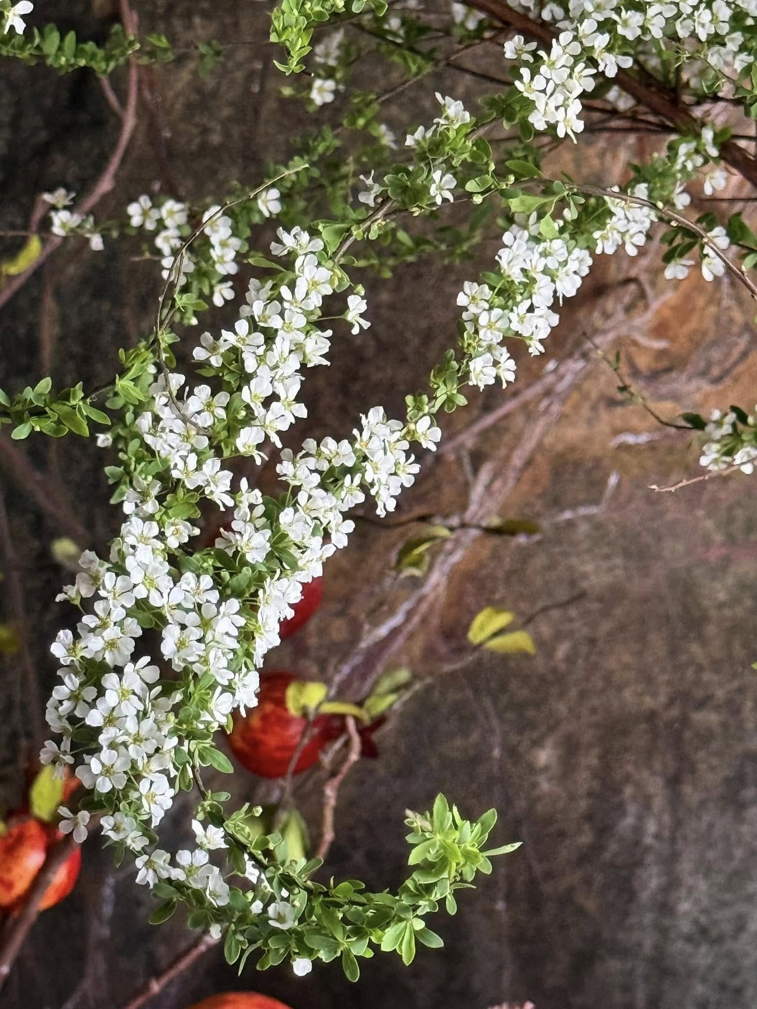 Cách hô biến cành tuyết mai như củi khô bung nở hoa chơi Tết | Báo Dân trí
