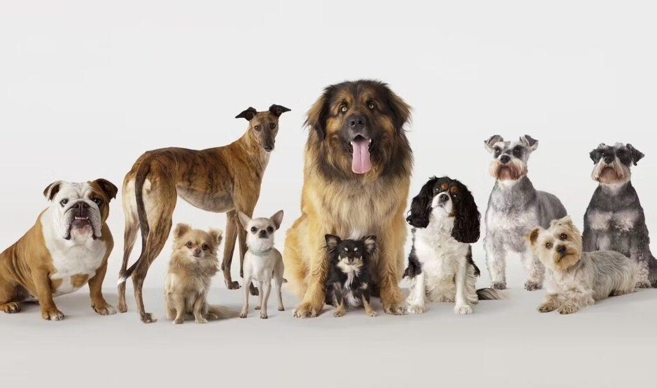 The amazing diversity of dogs began over 10,000 years ago