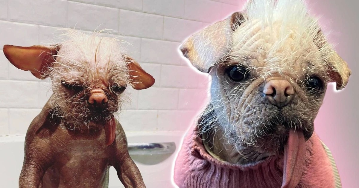 "Chú chó xấu xí nhất thế giới" được mời đóng phim bom tấn | Báo Dân trí