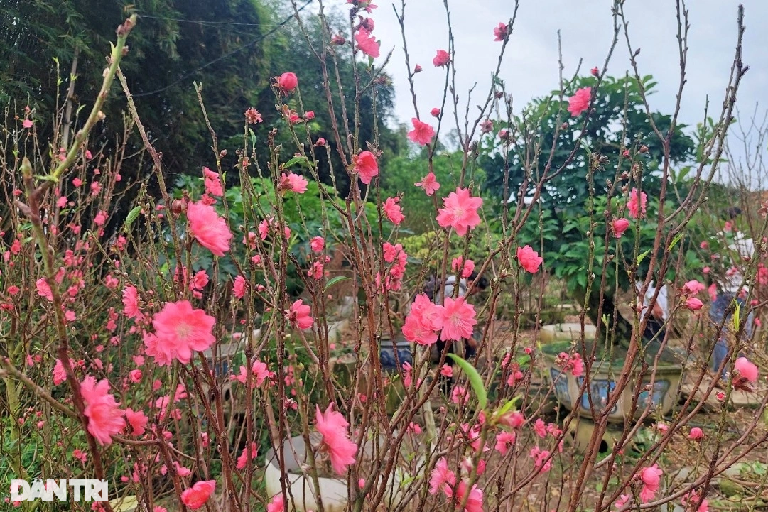 Lão nông đất võ Bình Định ép đào xứ Bắc khoe sắc đón Tết ở xứ nóng | Báo Dân trí